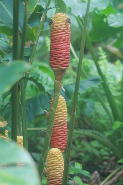 Behive ginger | Project Noah