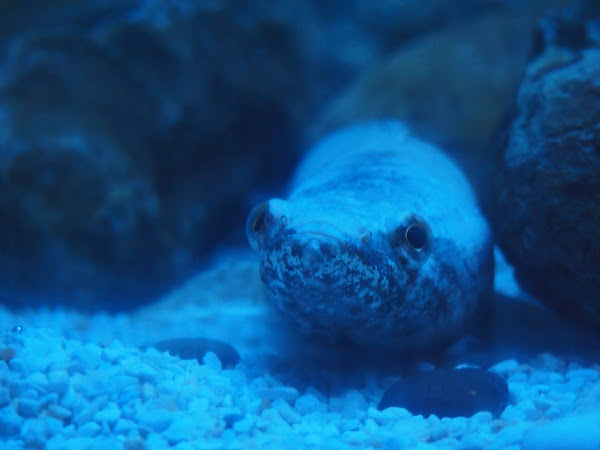 Forest snakehead | Project Noah