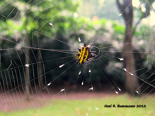 Spiny Orb-Weaver Spider | Project Noah
