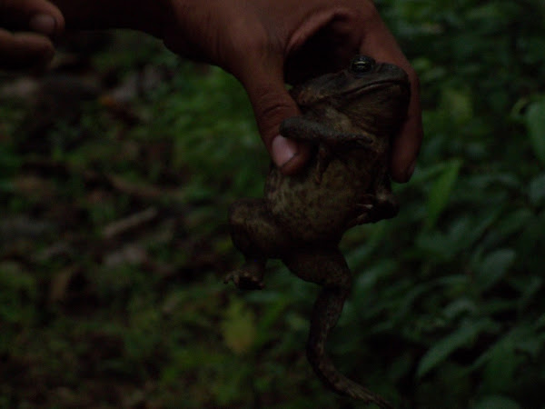 Cane Toad | Project Noah