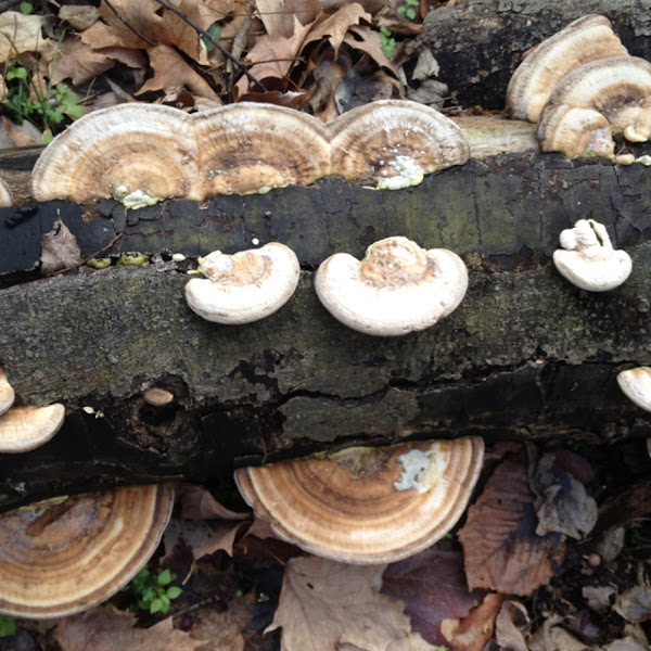 Hairy Bracket | Project Noah