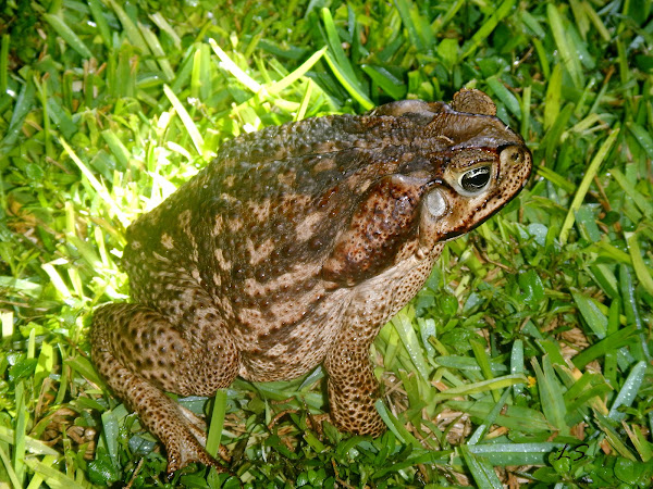 Cane Toad | Project Noah
