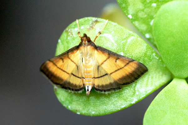 Rice Leafroller Moth | Project Noah
