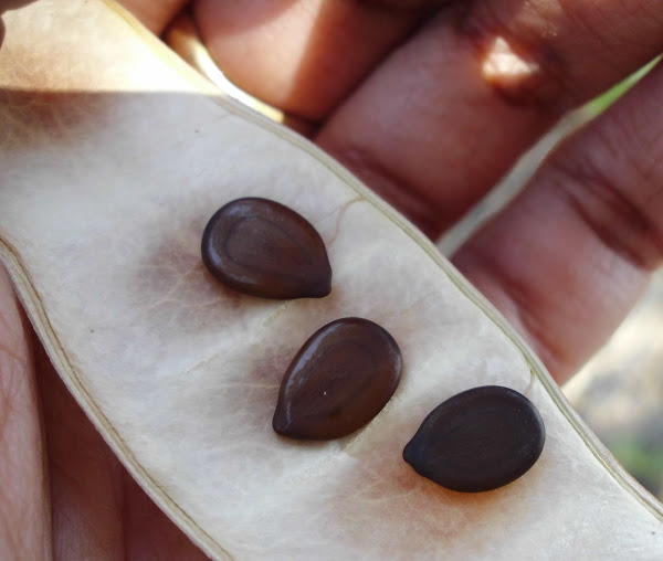 Horse tamarind | Project Noah