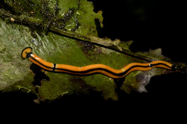 Hammerhead Worm | Project Noah