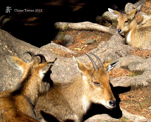 Himalayan ghoral | Project Noah