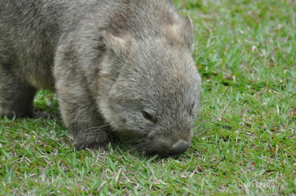 Common Wombat | Project Noah