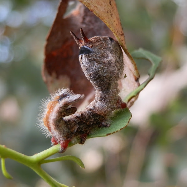 Gum Snout Moth Caterpillar | Project Noah