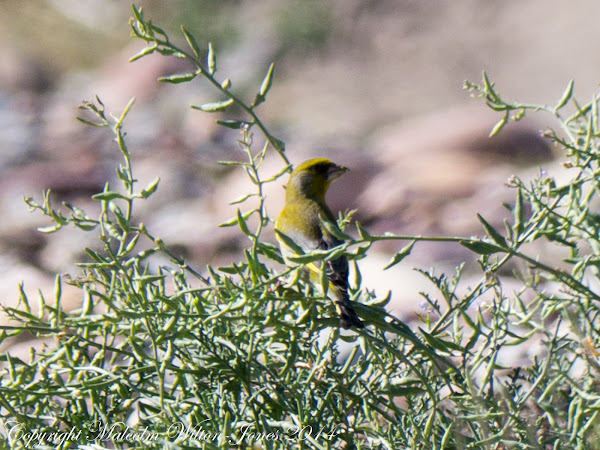 Greenfinch; Verderón | Project Noah