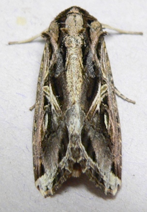 Dolichos Armyworm Moth | Project Noah