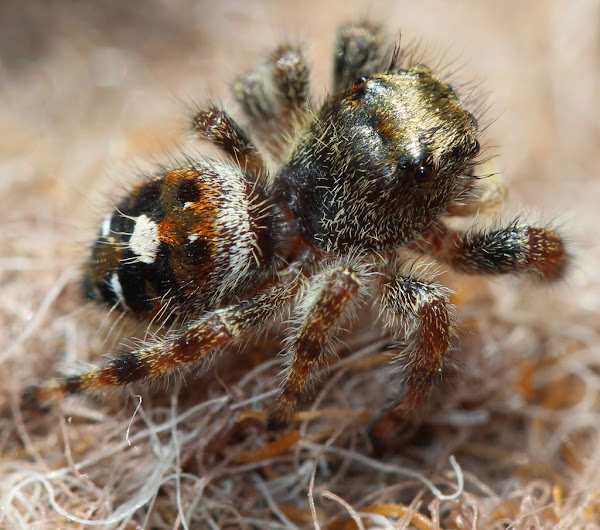 Jumping spider? | Project Noah