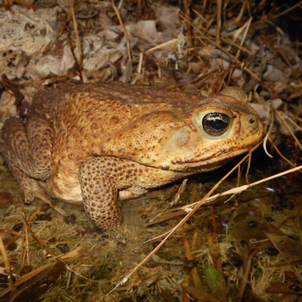 Cane Toad | Project Noah