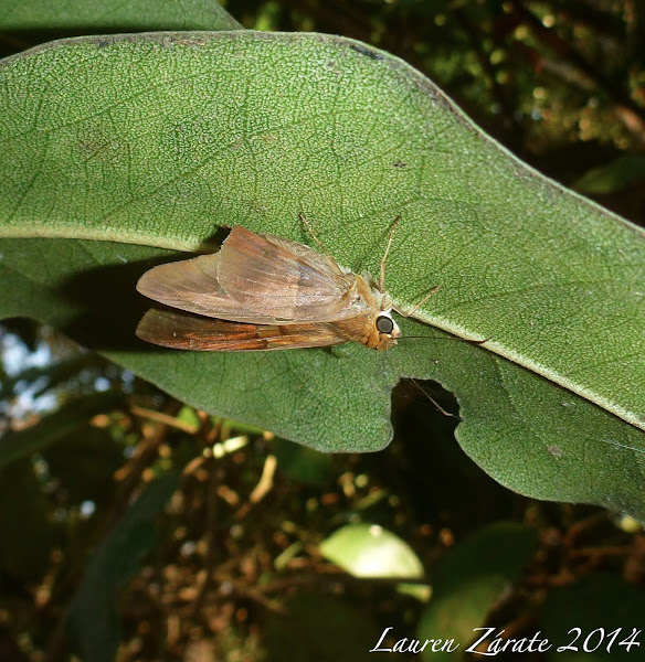 Skipper | Project Noah