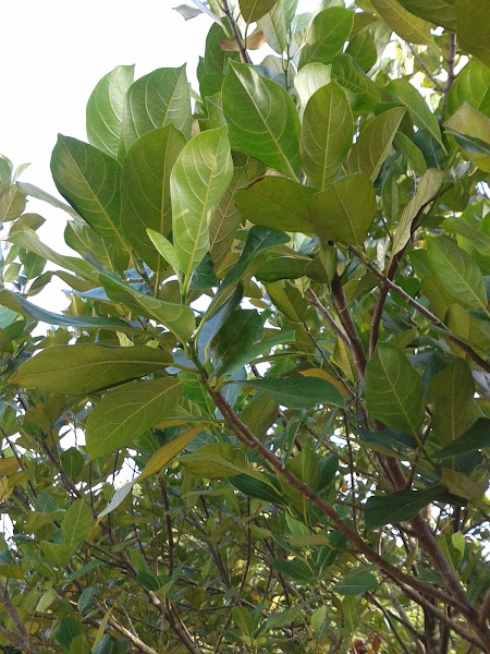 Jackfruit | Project Noah