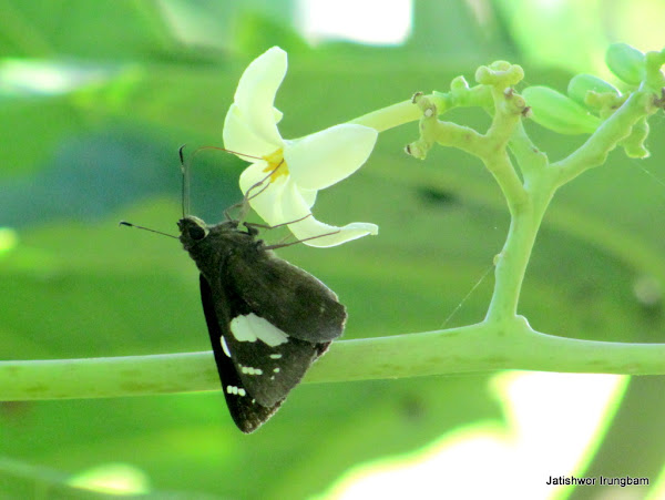 Restricted Demon (Skipper Butterfly) | Project Noah