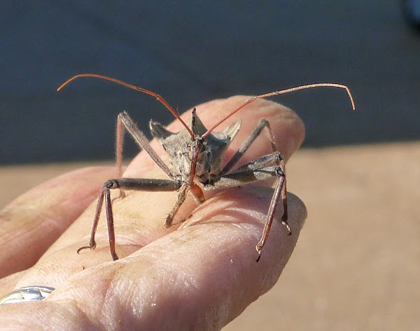 Wheel bug | Project Noah