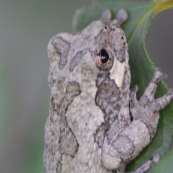 Gray Tree Frog | Project Noah