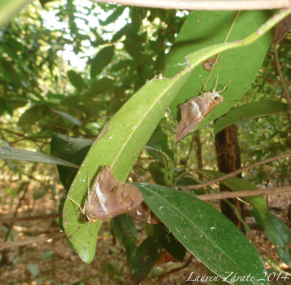 Skipper | Project Noah