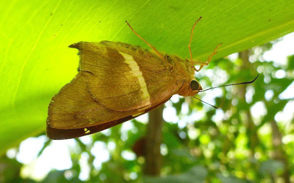 Skipper | Project Noah