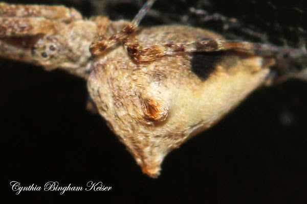 Hackled Orbweaver | Project Noah