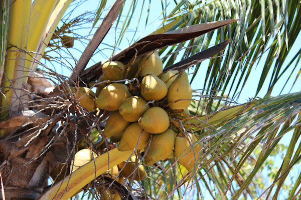 Coconut | Project Noah