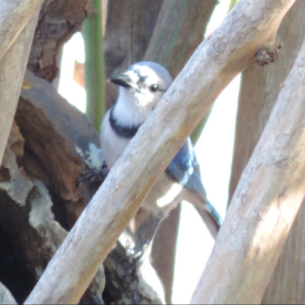 Blue Jay | Project Noah