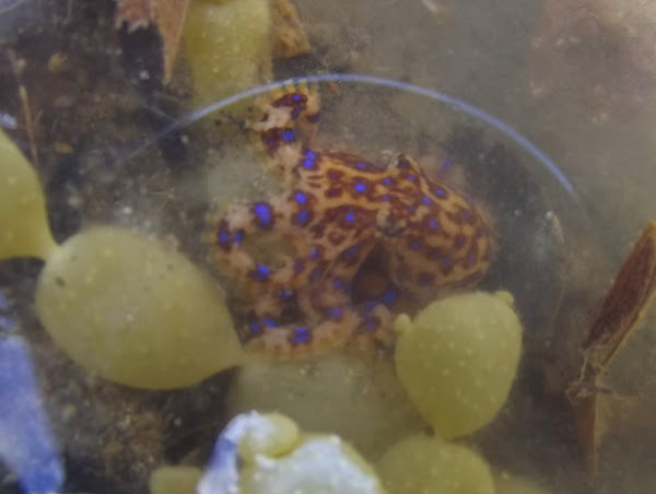 Blue ringed octopus | Project Noah