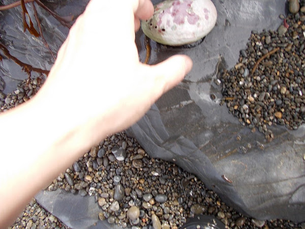 queen paua | Project Noah