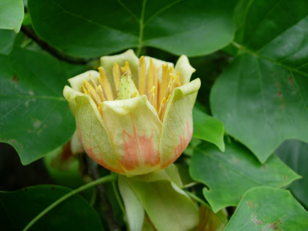 Tulípero de Virginia. Tulip tree | Project Noah