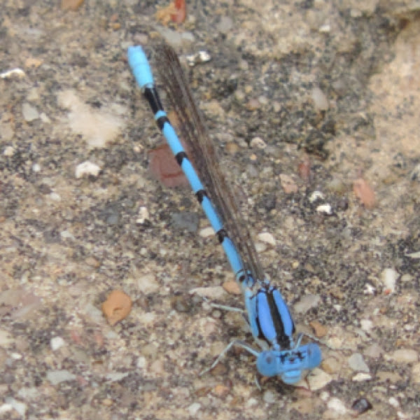 Aztec Dancer | Project Noah