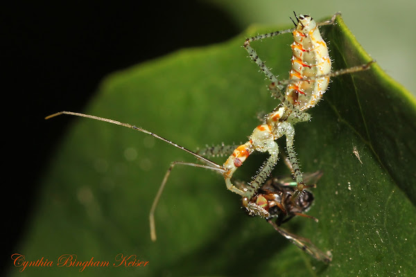Assassin Bug Nymph and Prey | Project Noah