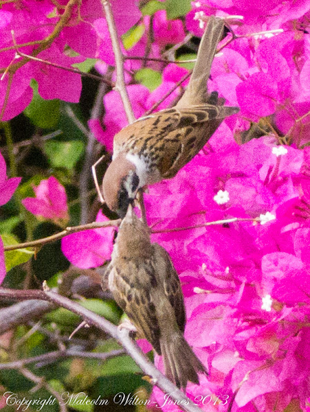 Tree Sparrow | Project Noah