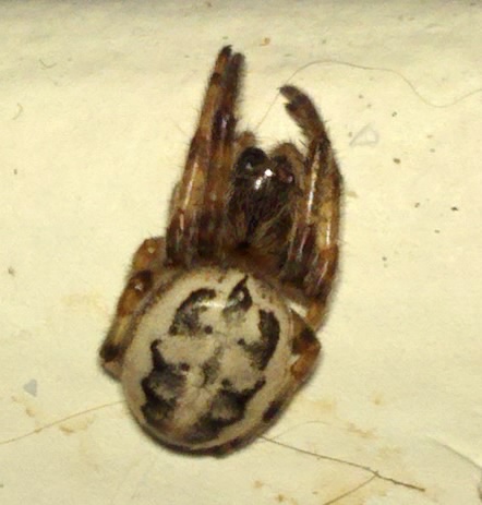 Furrow Orbweaver | Project Noah