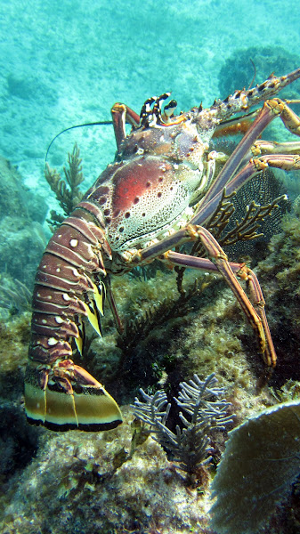 Caribbean Spiny Lobster | Project Noah