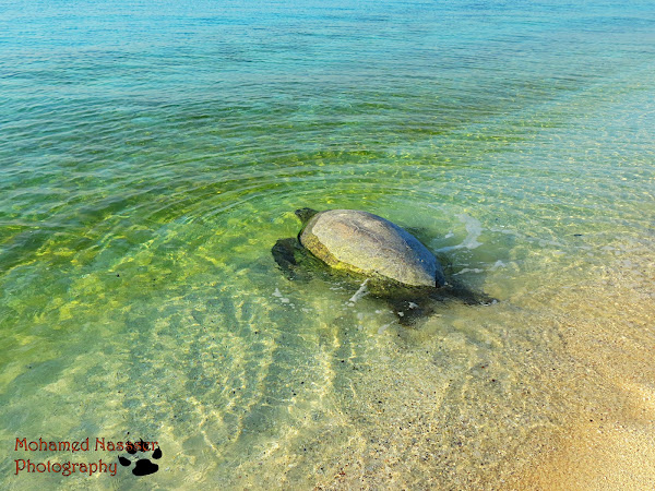 Green Sea Turtle | Project Noah