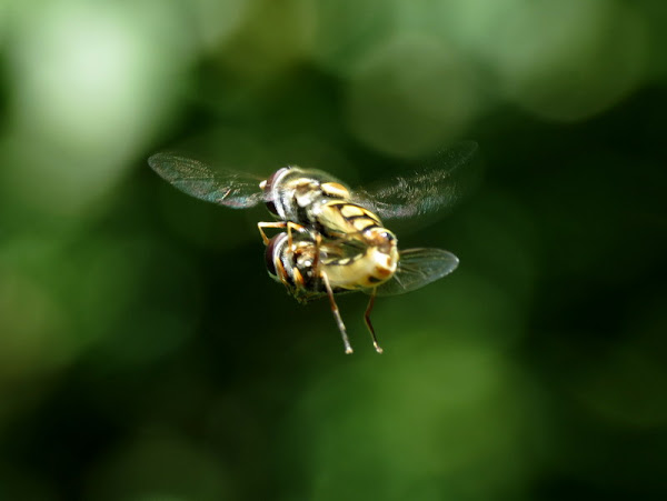 Hover Flies (mating) | Project Noah