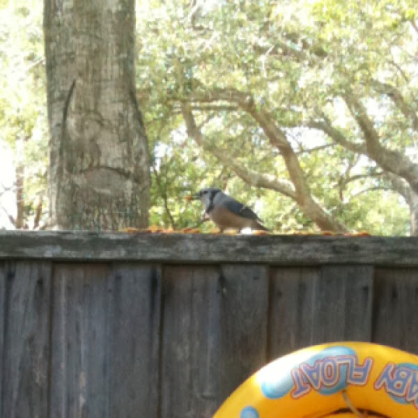 Blue jay | Project Noah