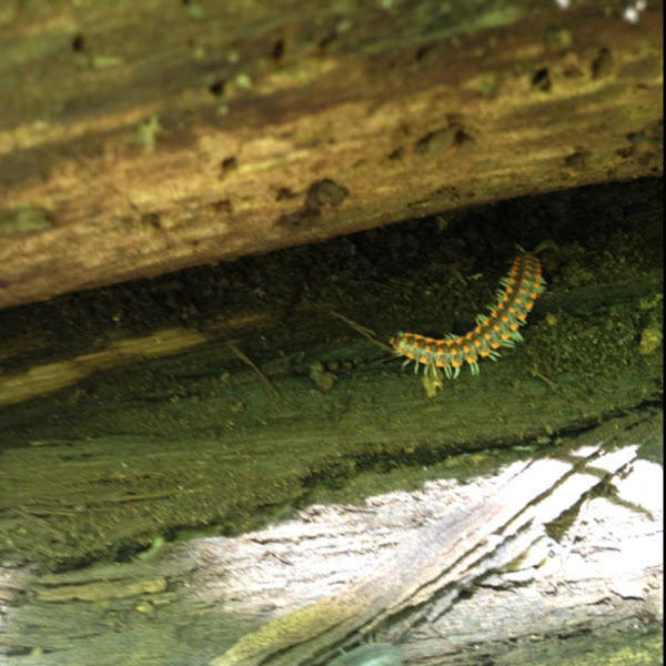 Flat Backed Millipede | Project Noah