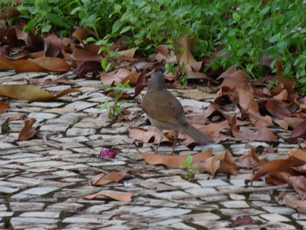 Pale-breasted Thrush? | Project Noah