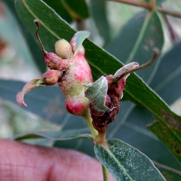 Leaf-bud gall | Project Noah