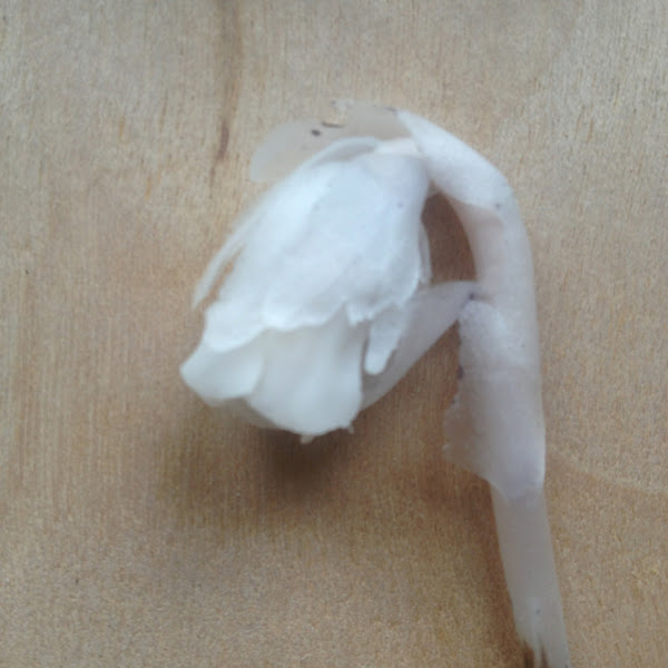 Indian pipe | Project Noah
