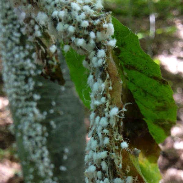 Beech Blight Aphid | Project Noah
