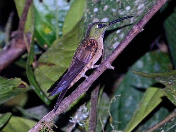 Fawn-breasted brilliant | Project Noah