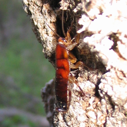 Roach | Project Noah