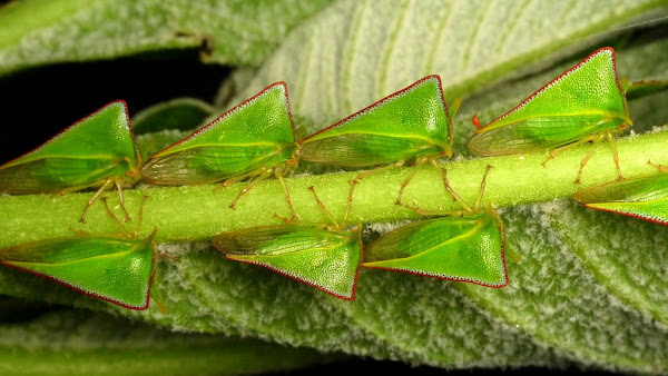 Treehopper | Project Noah