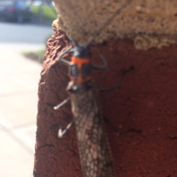 Giant Stonefly (Salmonfly) | Project Noah