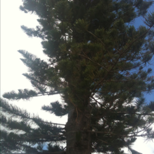 Cook pine | Project Noah