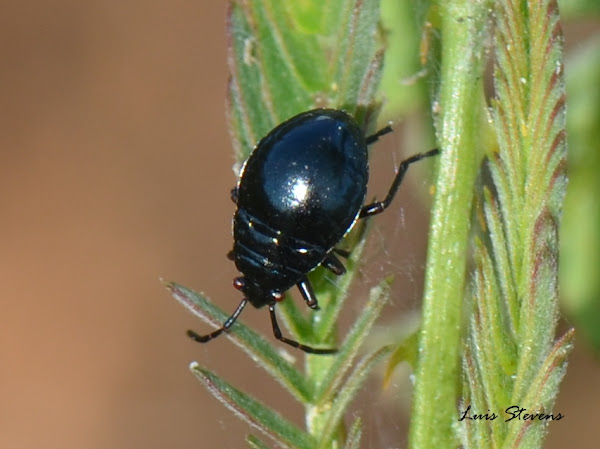 Bordered Plant Bug nymph | Project Noah