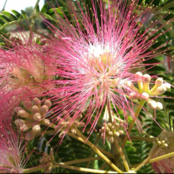 Silk-tree | Project Noah