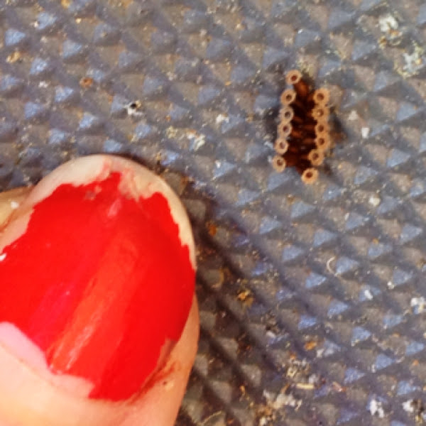 Spined Assassin Bug eggs | Project Noah